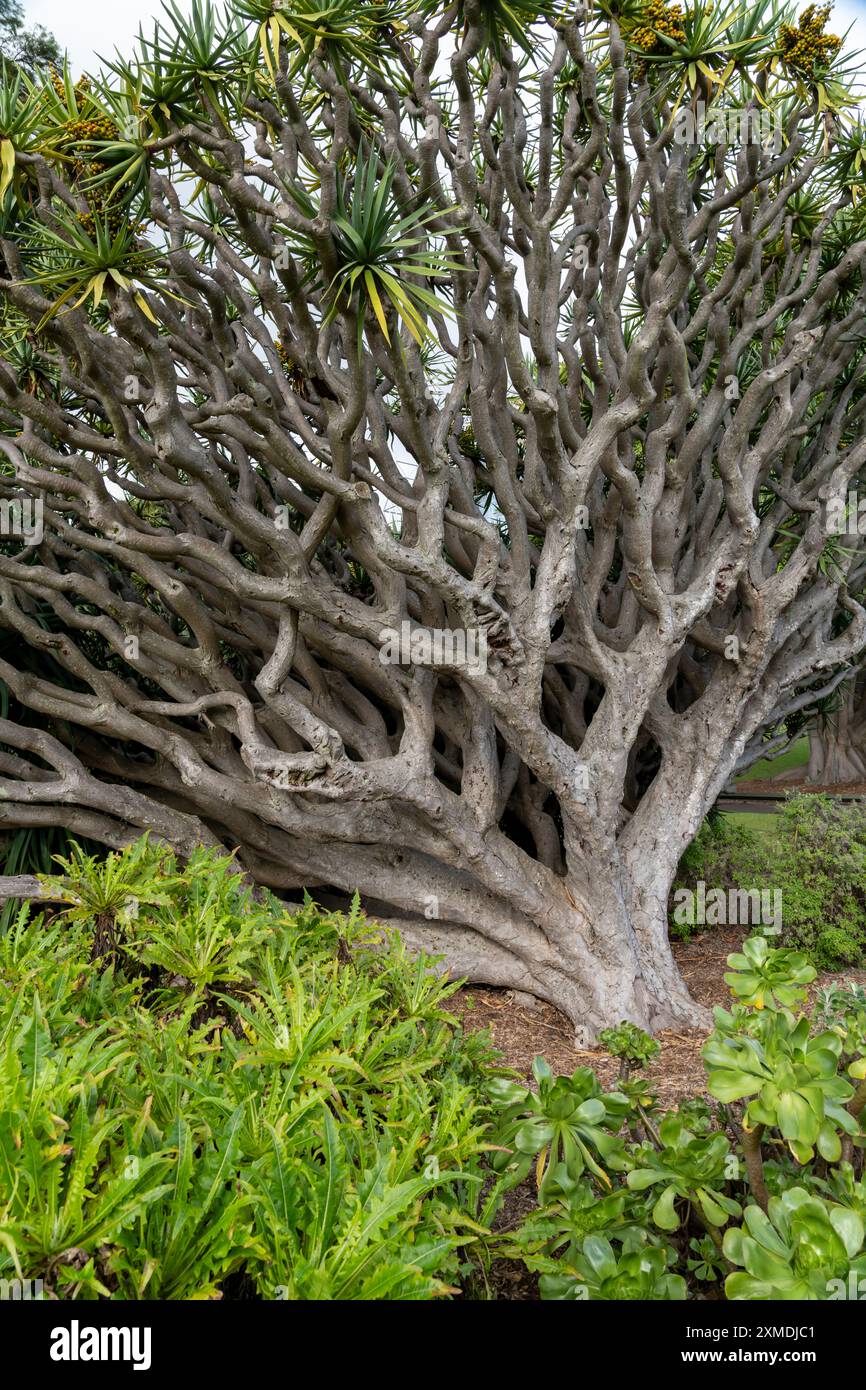 The Dragon's Blood Tree in the Royal Botanic Gardens, Sydney, Australia ...