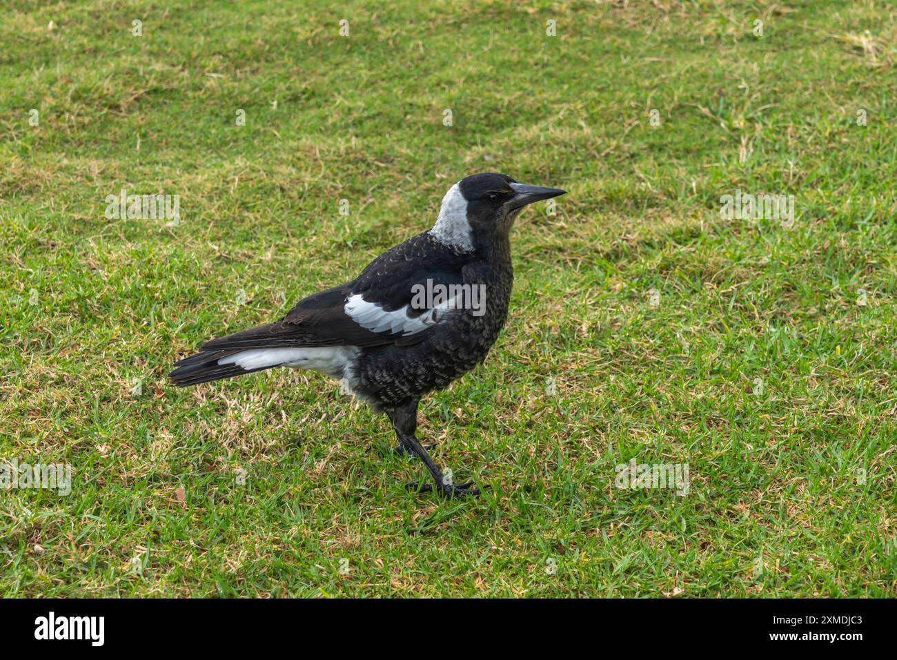 Australian Magpie birds in the Royal Botanical Gardens, Sydney ...