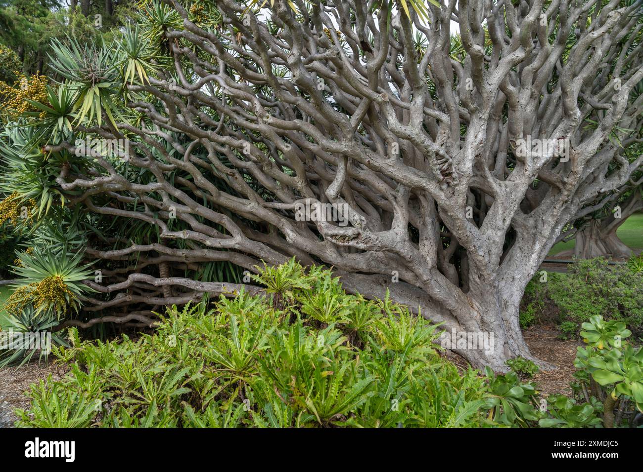 The Dragon's Blood Tree in the Royal Botanic Gardens, Sydney, Australia ...