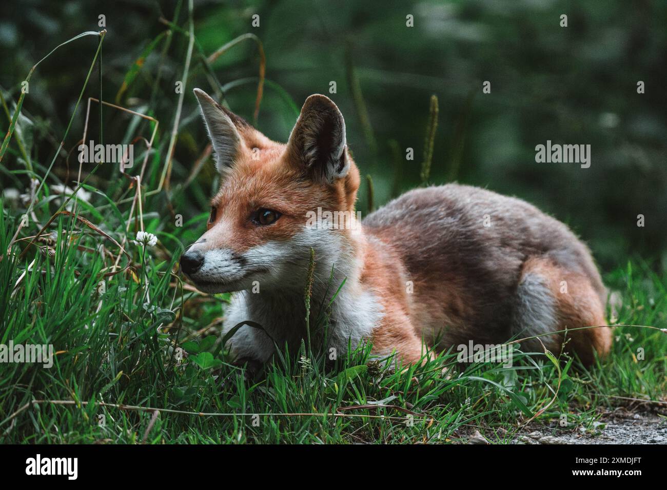 Young fox laying in the grass Stock Photo - Alamy