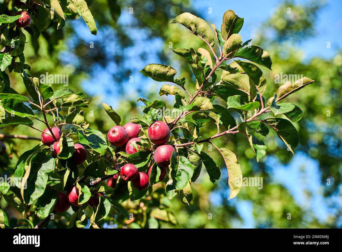 Obsternte im sommer hi-res stock photography and images - Alamy