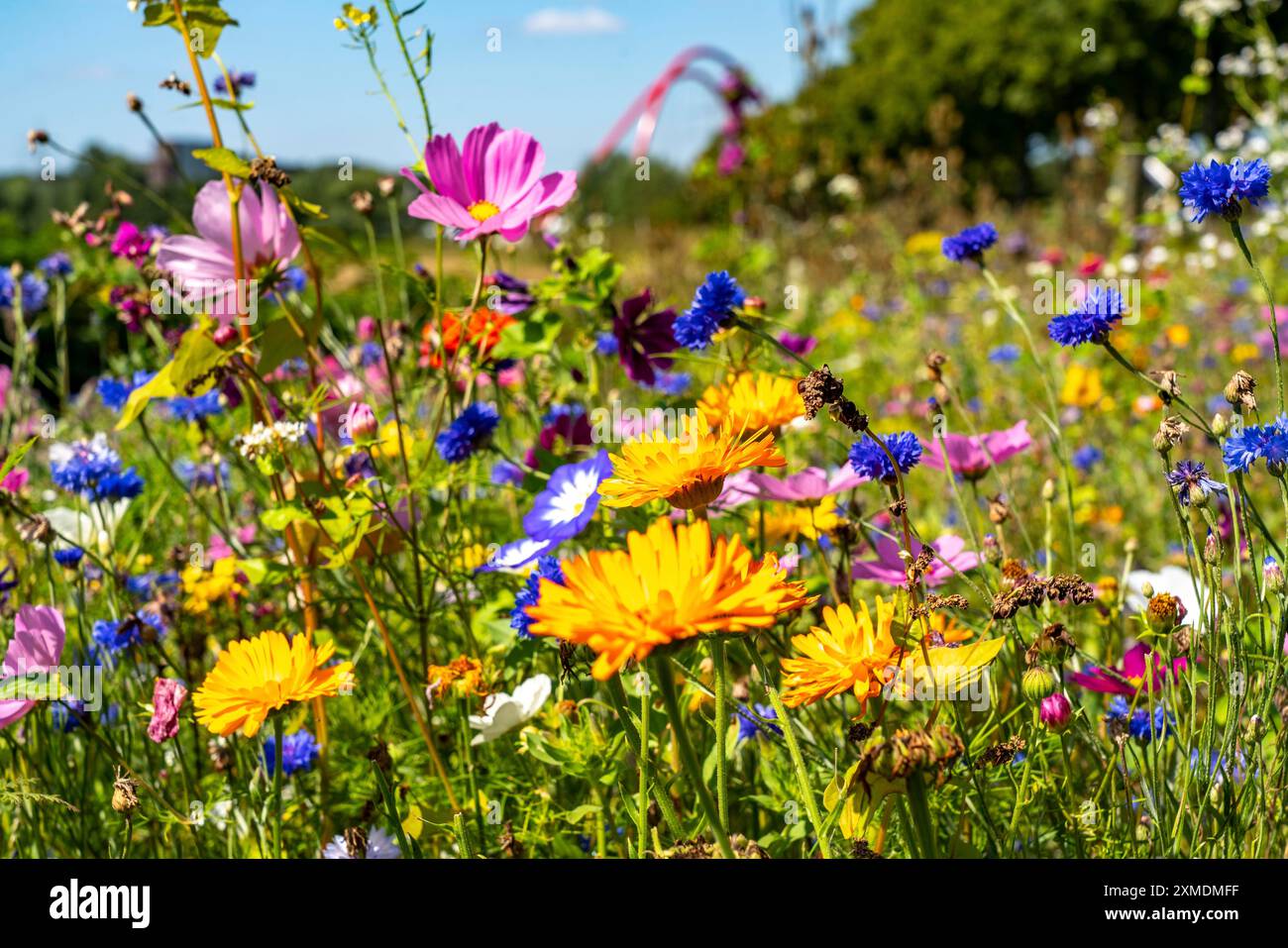 The Nordsternpark, former site of the Nordstern colliery, wildflower ...