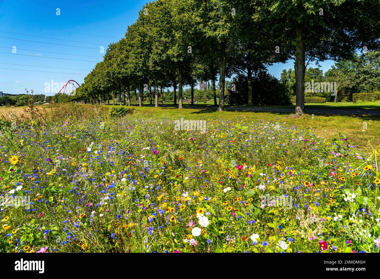 The Nordsternpark, former site of the Nordstern colliery, wildflower ...