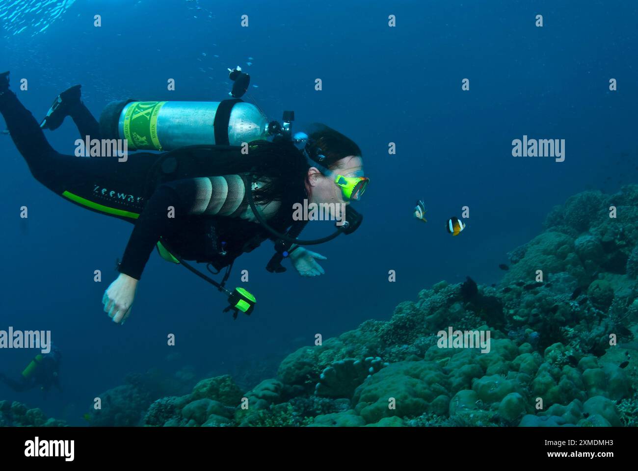 Female diver and two anemonefish over reef, Sulawesi, Indonesia Stock ...