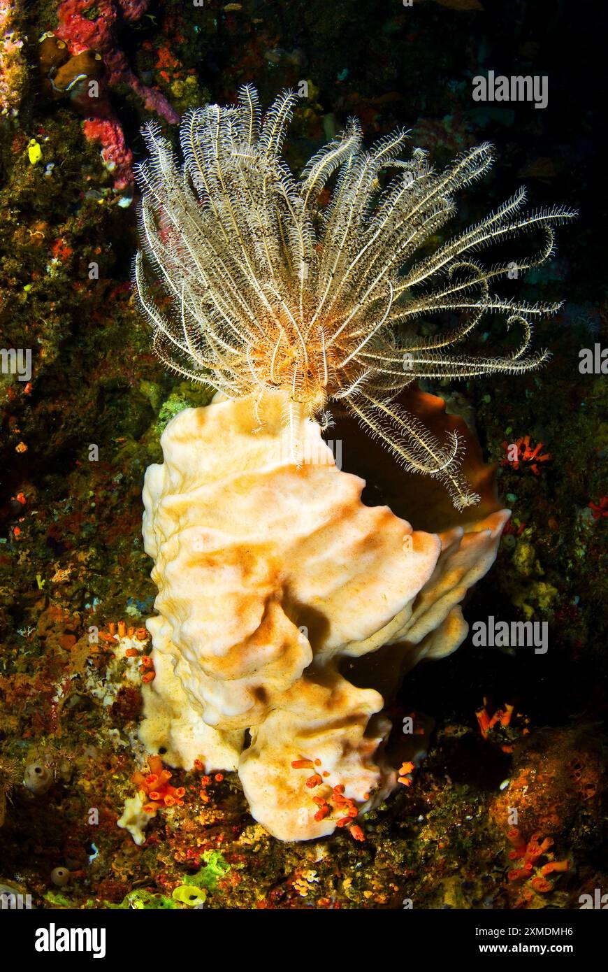 Reef crinoid on sponge hi-res stock photography and images - Alamy