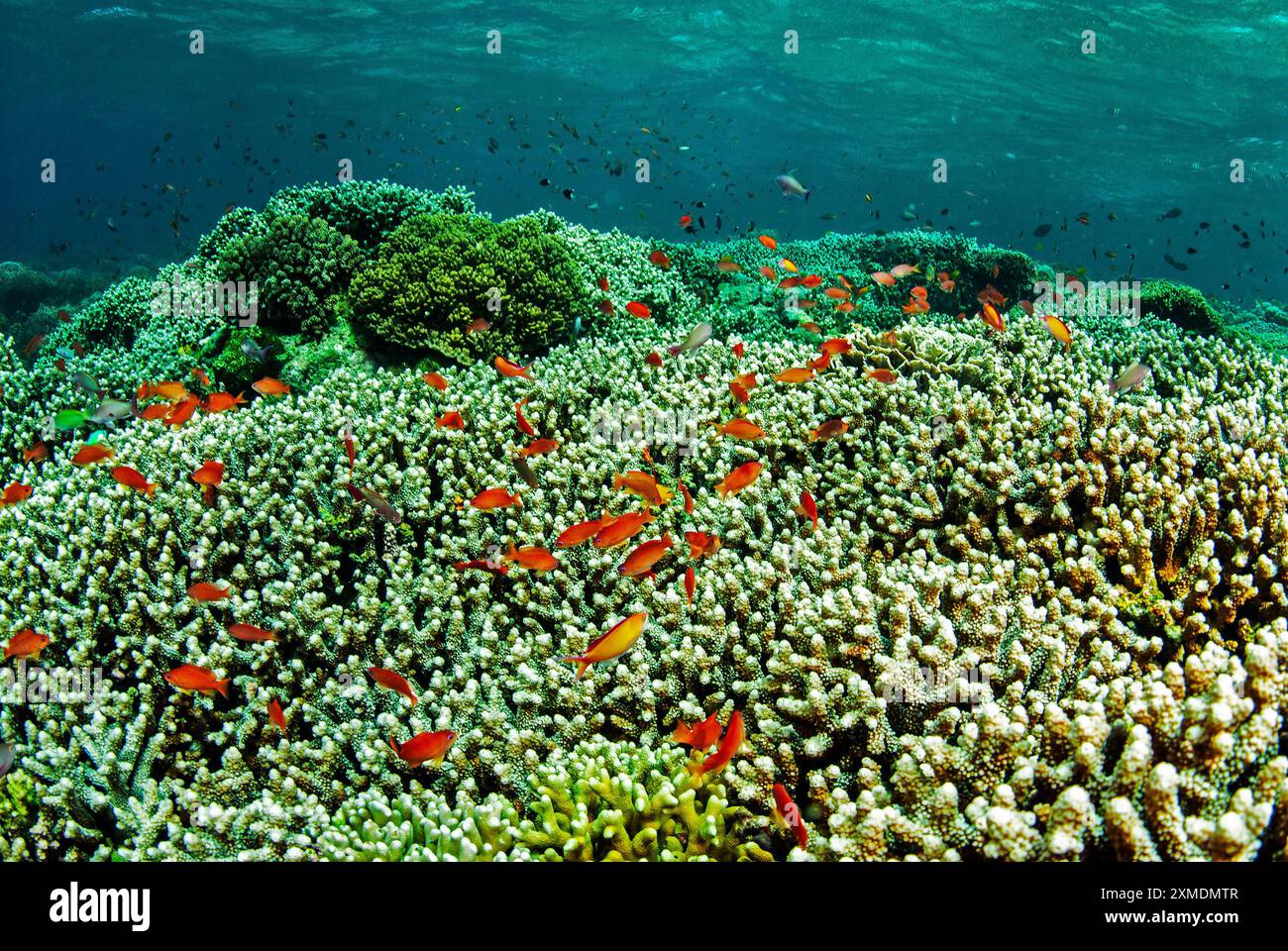 Golden anthias over hard coral reef, Sulawesi, Indonesia Stock Photo ...