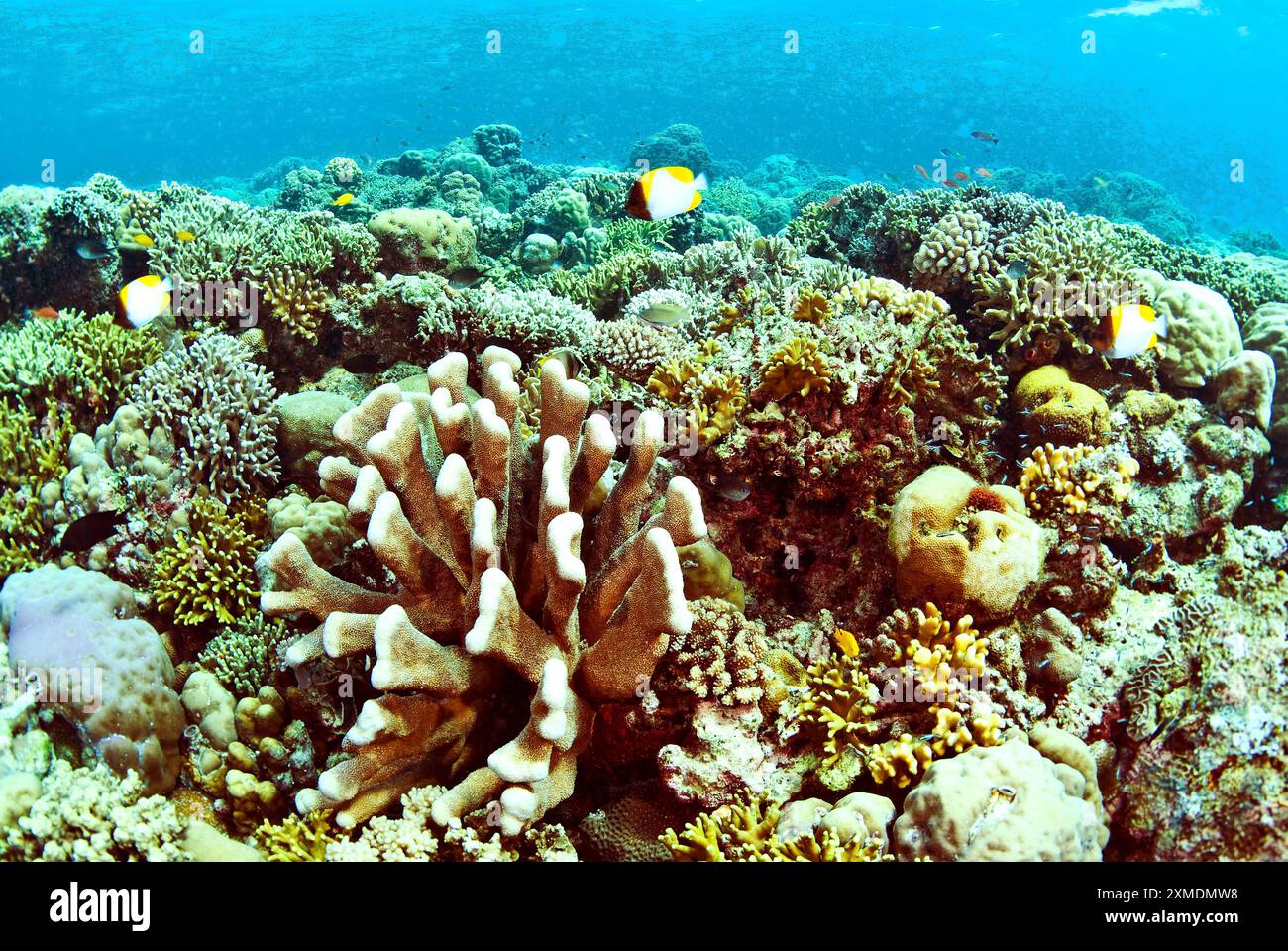 Pyramid butterflyfish over hard coral reef, Sulawesi, Indonesia Stock ...