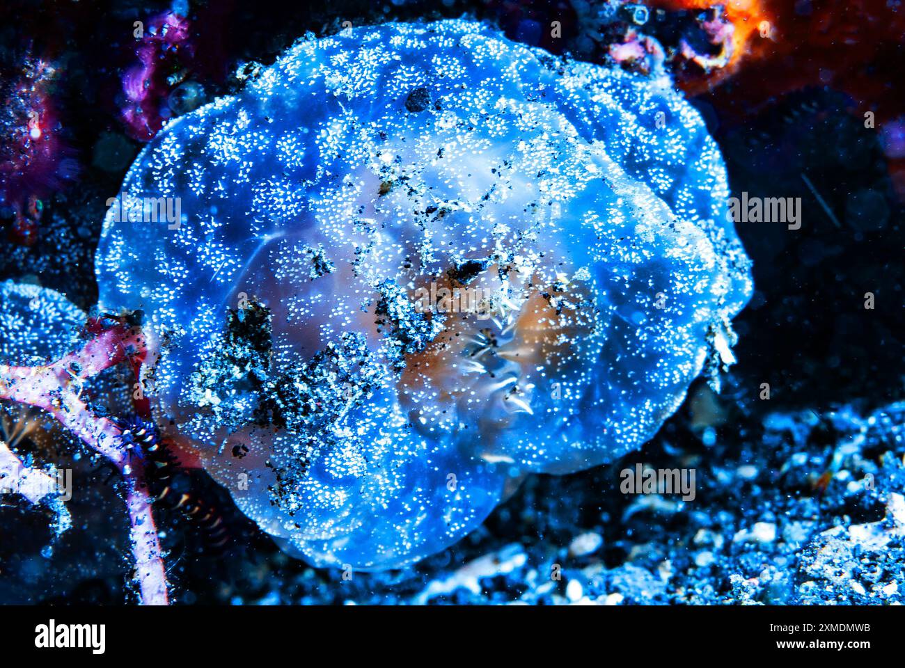 Large blue tunicate, Sulawesi, Indonesia Stock Photo - Alamy