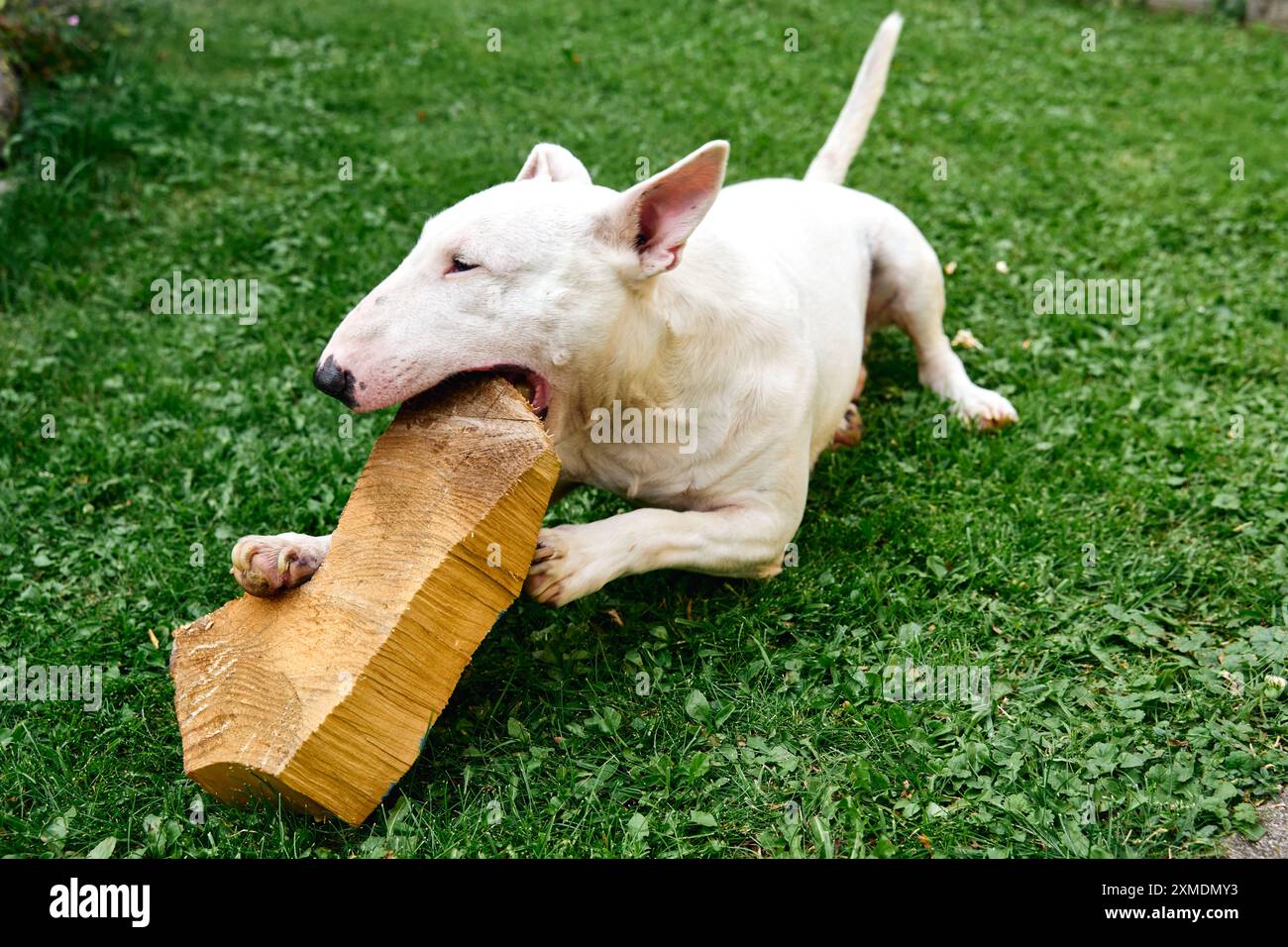 German Bull Terrier The New Bull Terrier : Remer, John H.: Amazon.de: