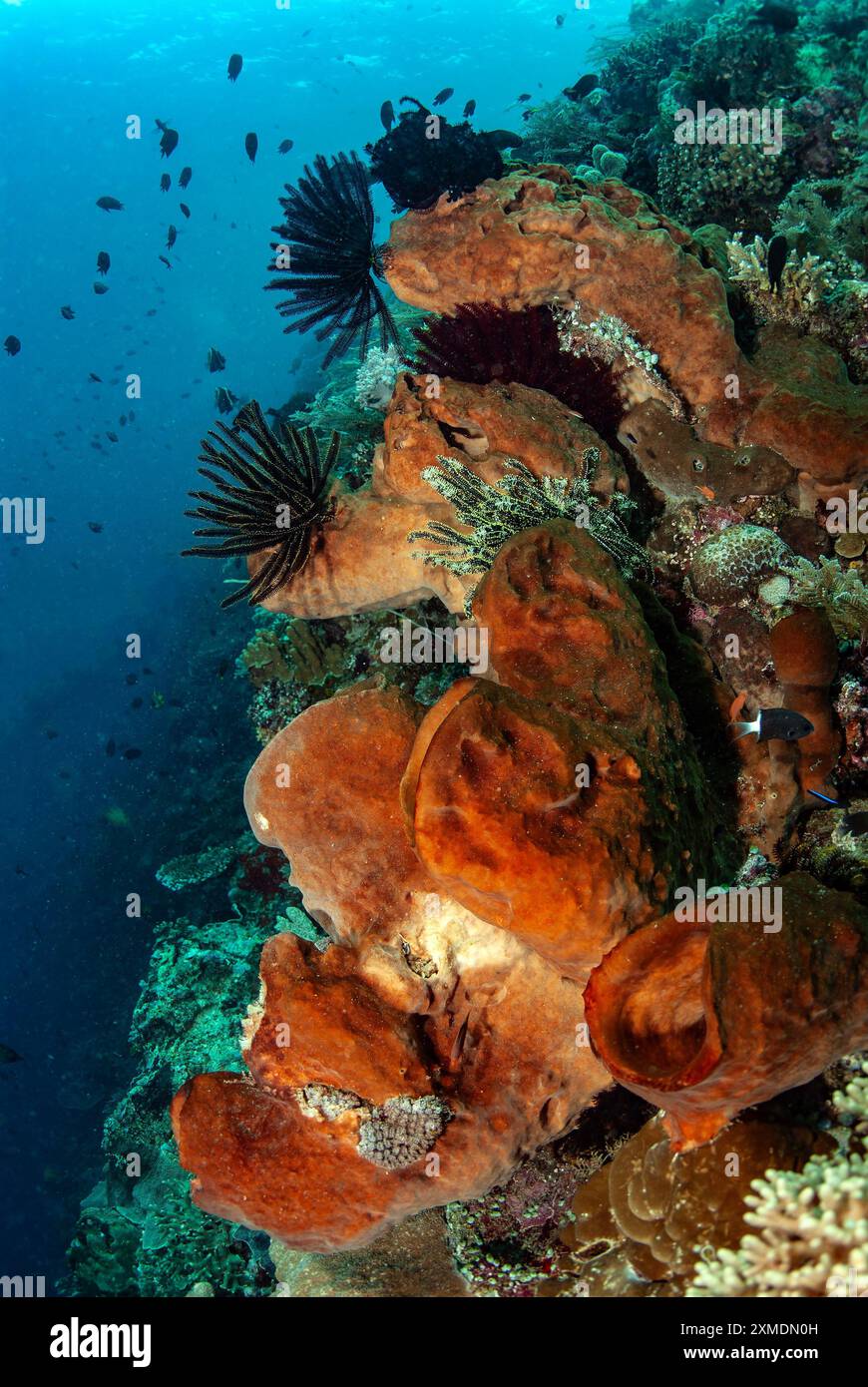 Crinoids clinging to sponges on reef wall, Sulawesi, Indonesia Stock ...