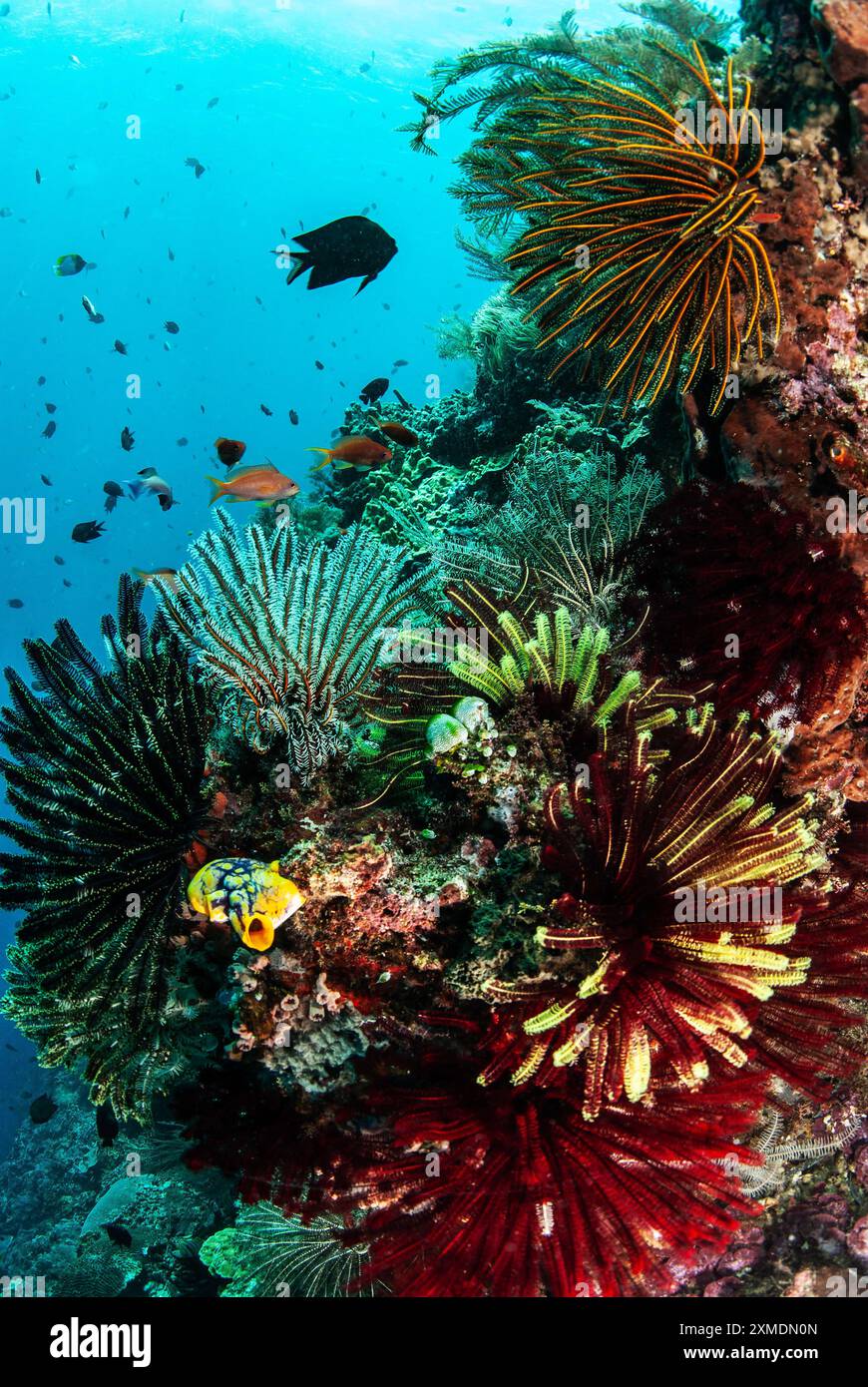 Colorful crinoids on reef wall, Sulawesi, Indonesia Stock Photo - Alamy