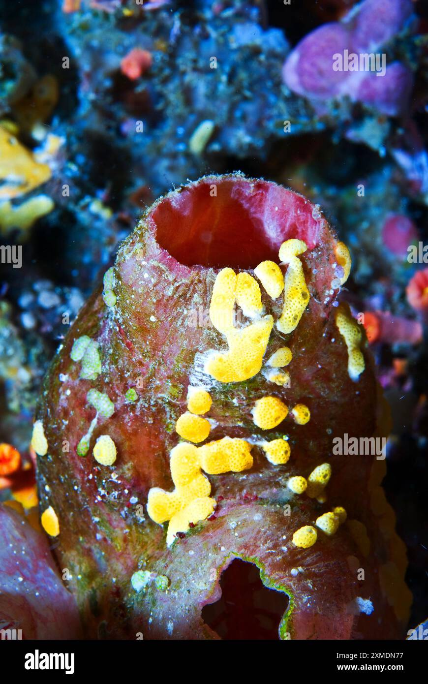 Small yellow encrusting sponges on pink vase sponge, Sulawesi ...