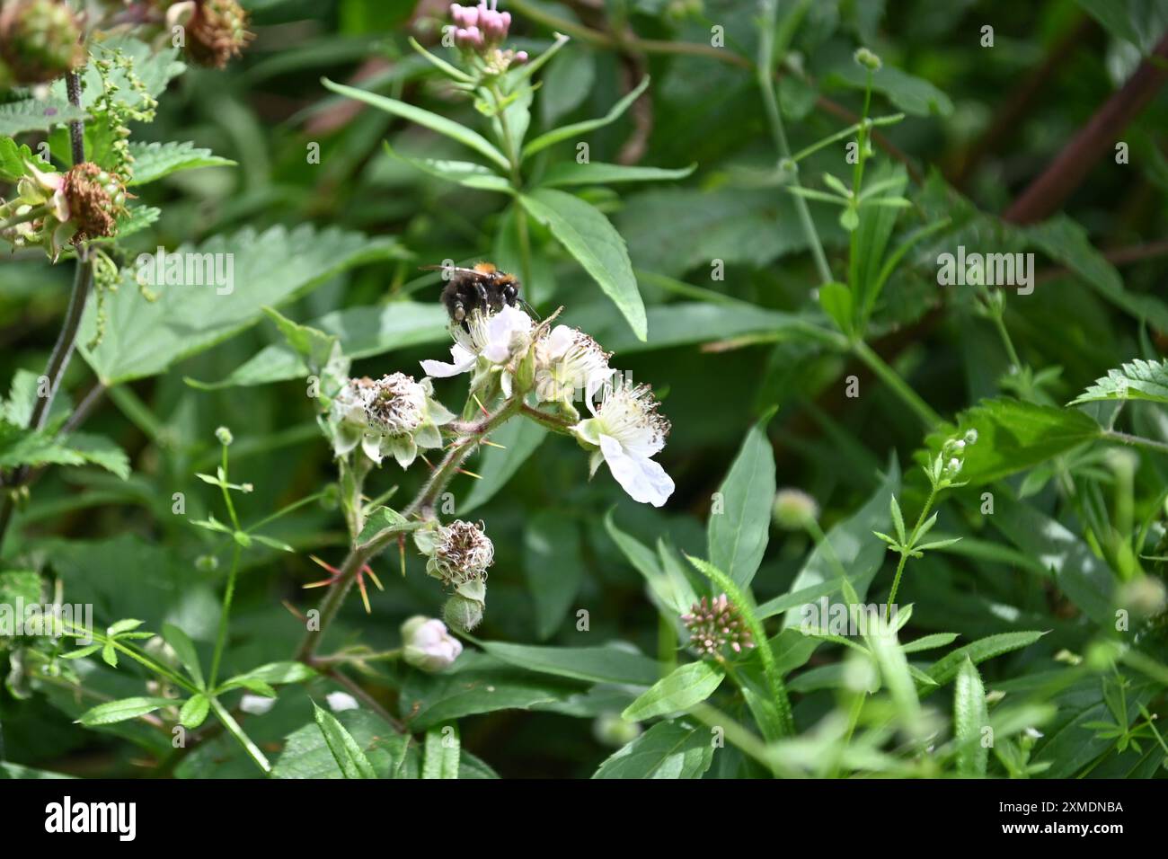 Bee in Everyday Life Stock Photo - Alamy