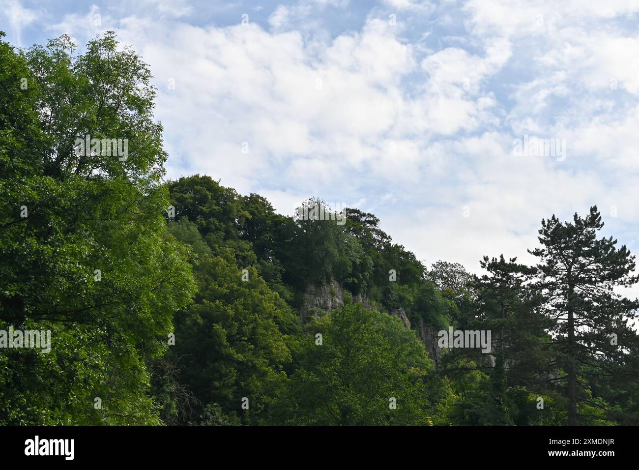 Bundle of Trees Stock Photo - Alamy