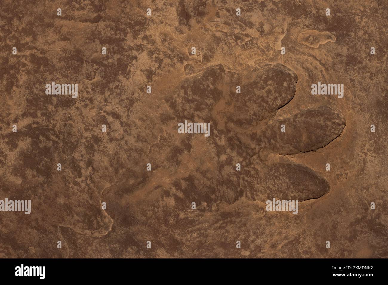 Fossil footprint of an Archosaur from the Early Jurassic Period Stock Photo - Alamy