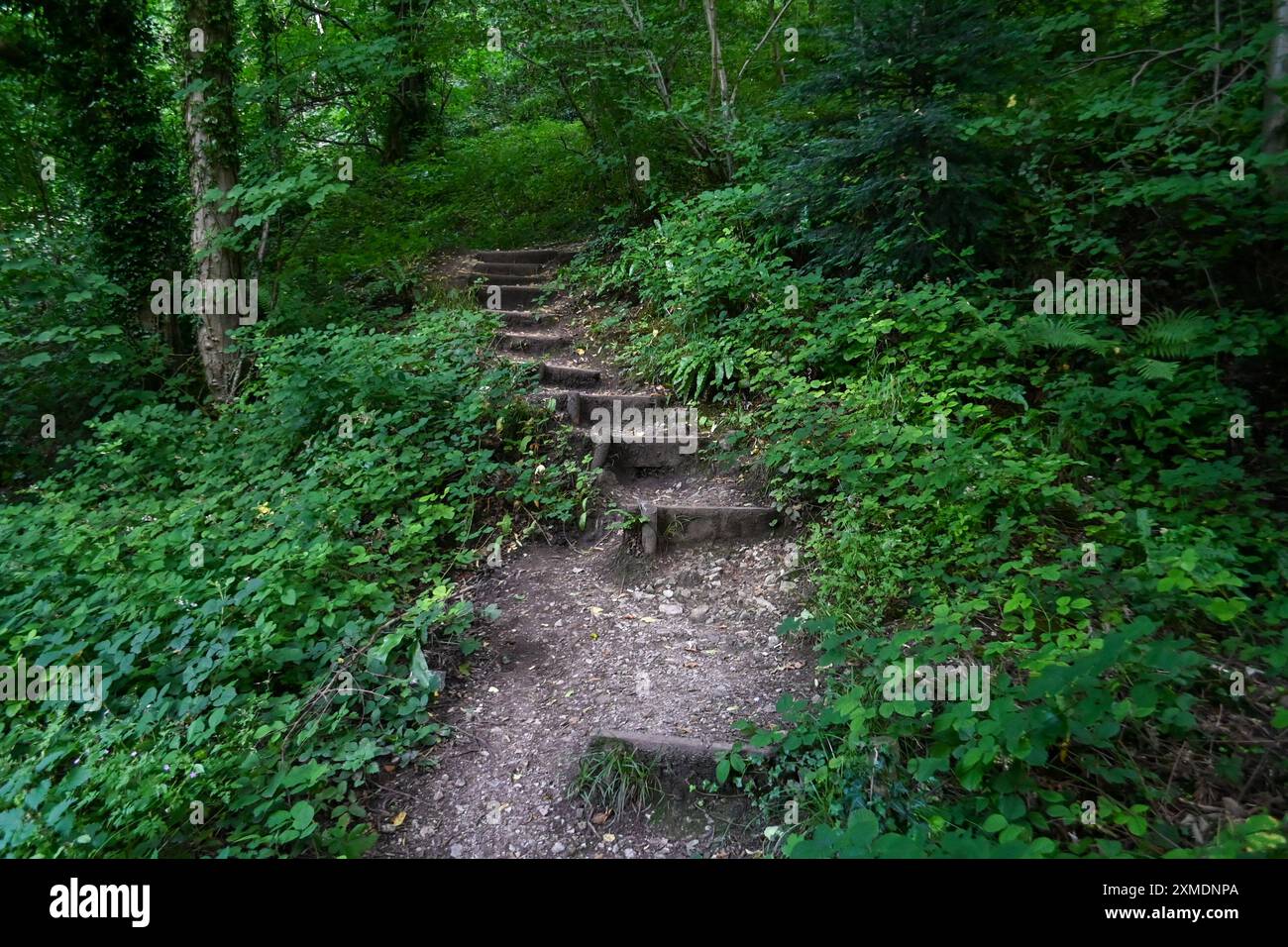 Steps on the Trail Stock Photo - Alamy