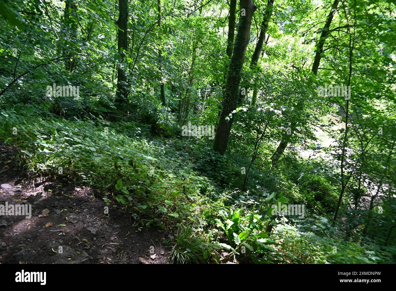 Dry Day in the Woods Stock Photo - Alamy