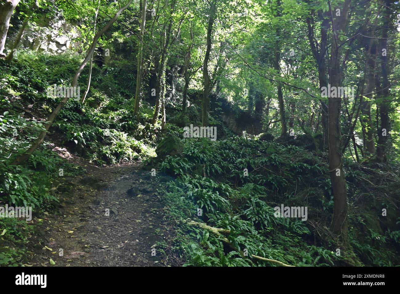 Woodlands trail hi-res stock photography and images - Alamy