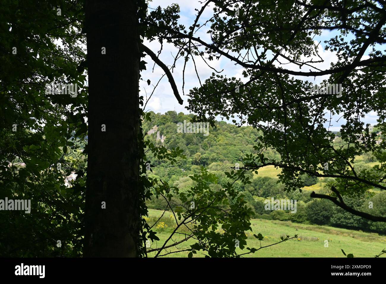 Tree On The Left Stock Photo - Alamy