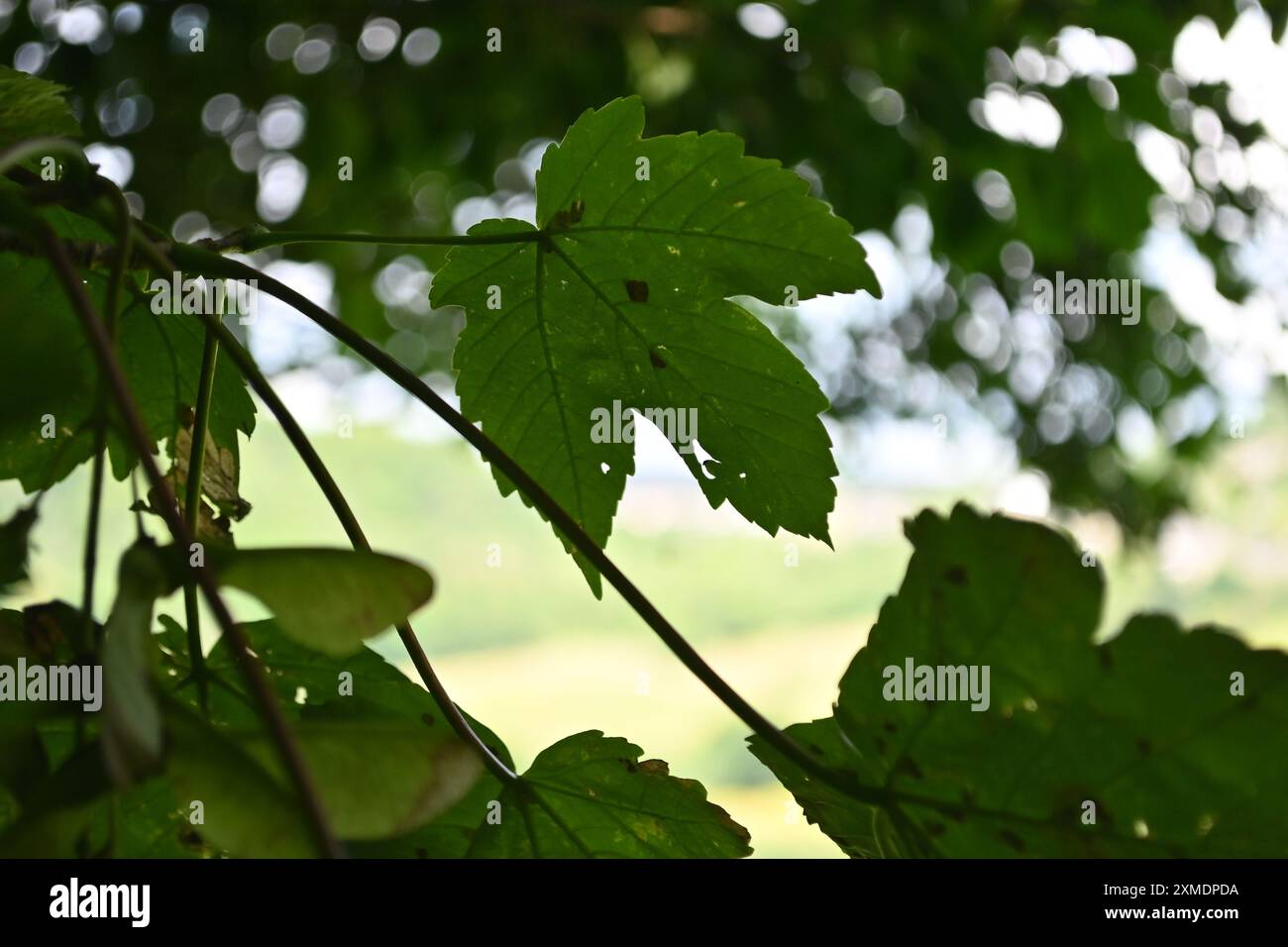 Leaf landscapes hi-res stock photography and images - Alamy