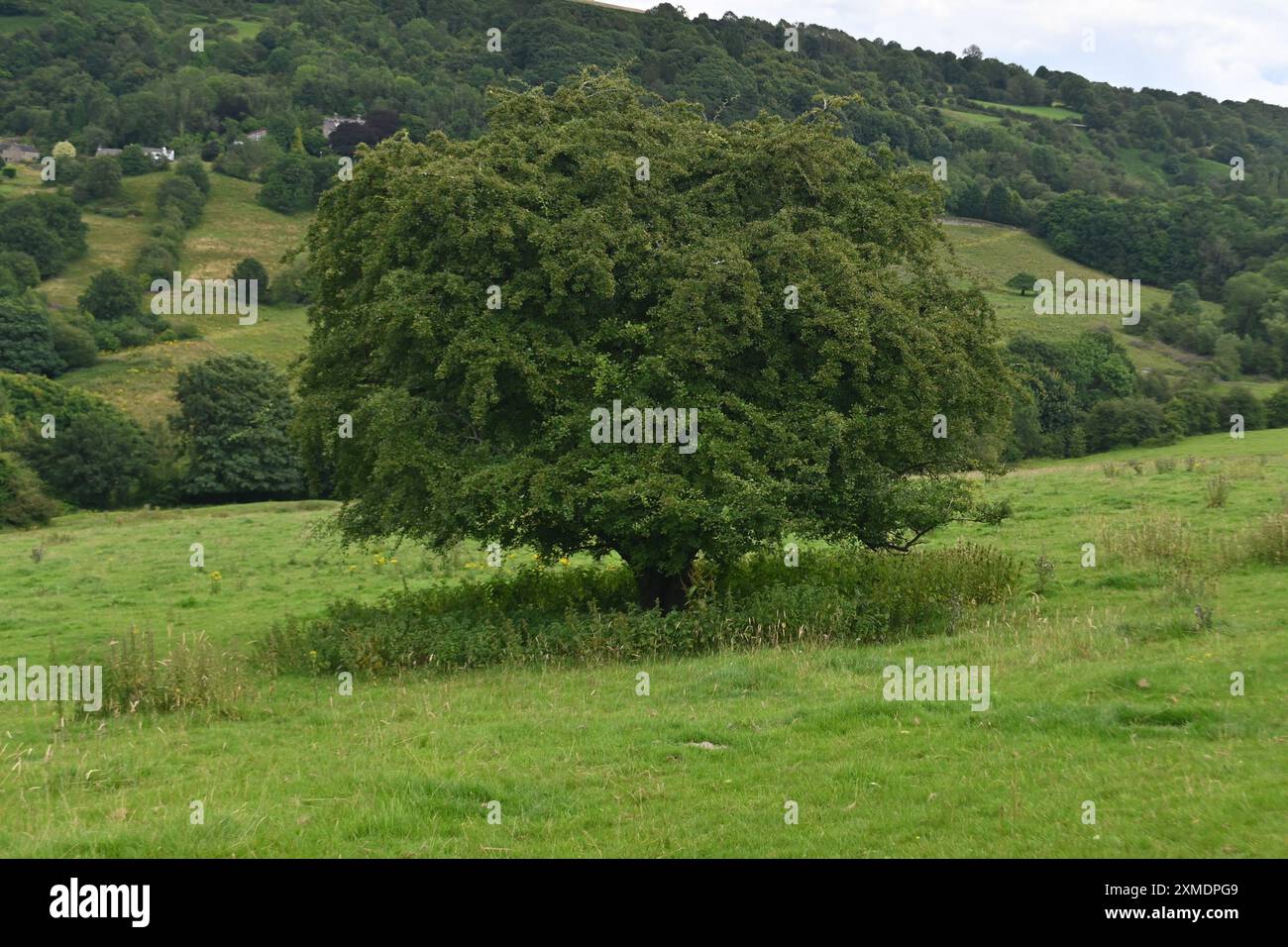 Dominant Alfa Tree Stock Photo - Alamy