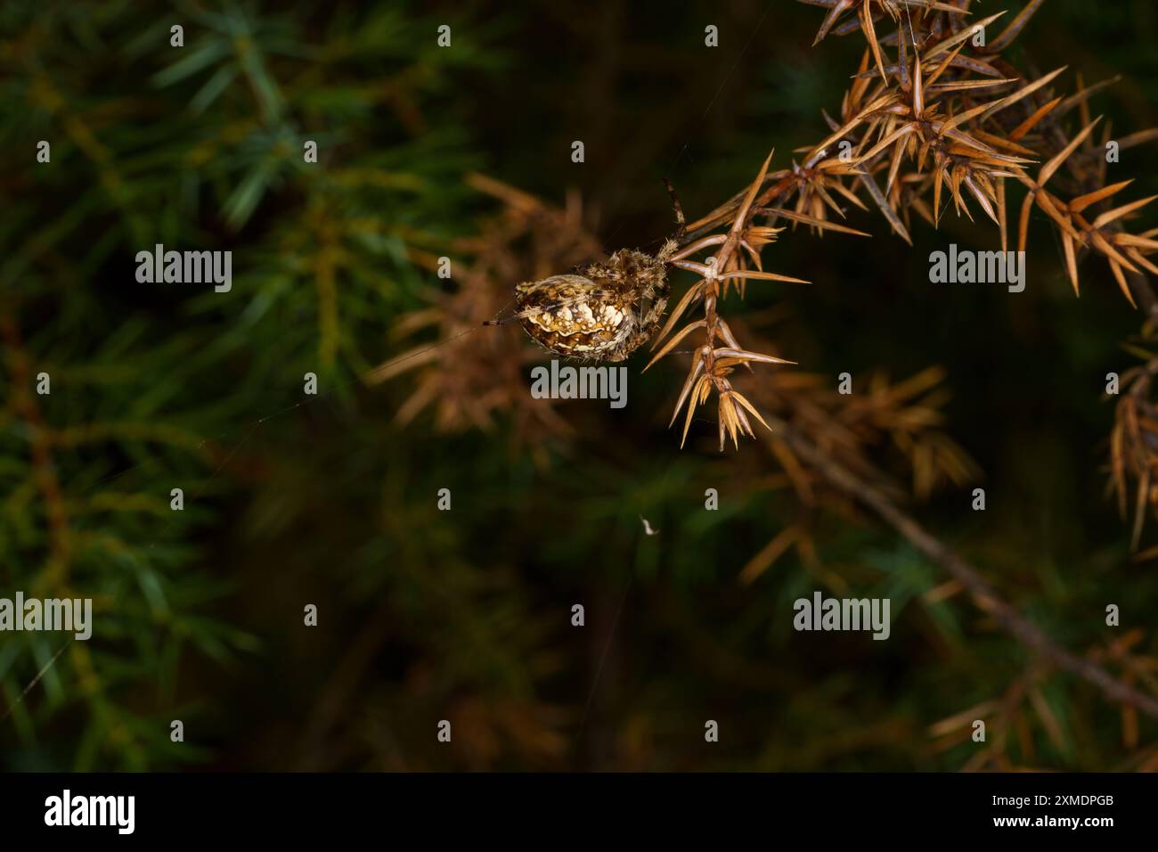 Araneus diadematus Family Araneidae Genus Araneus Cross Orbweaver wild ...