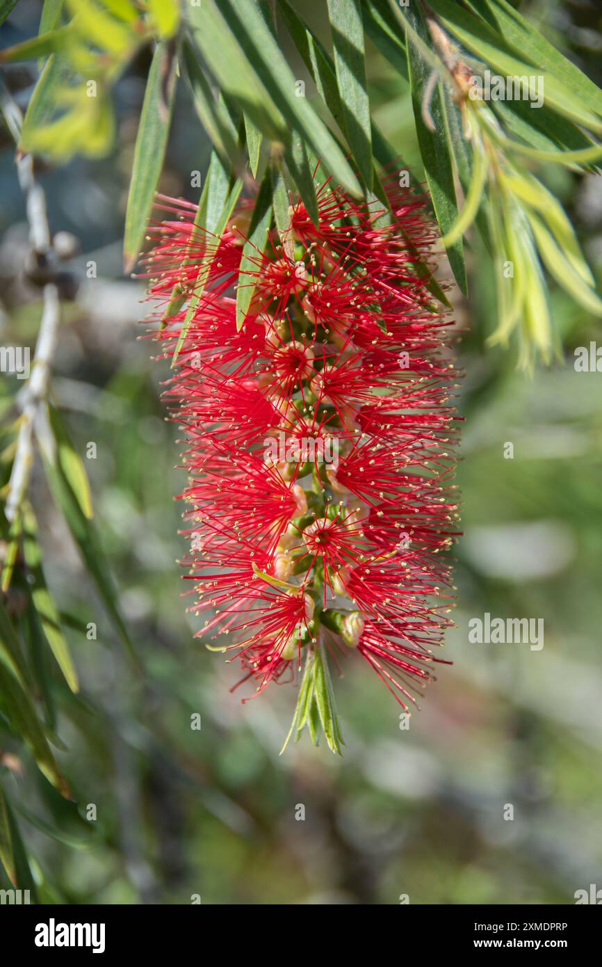 A red Callistemon plant in bloom Stock Photo - Alamy