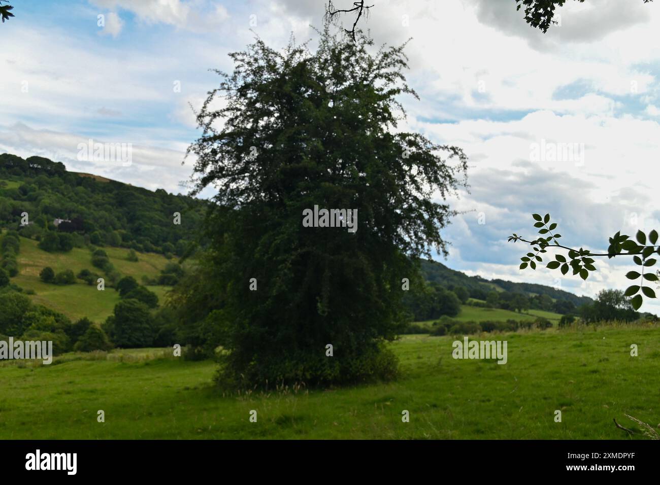 Distinct focus hi-res stock photography and images - Alamy
