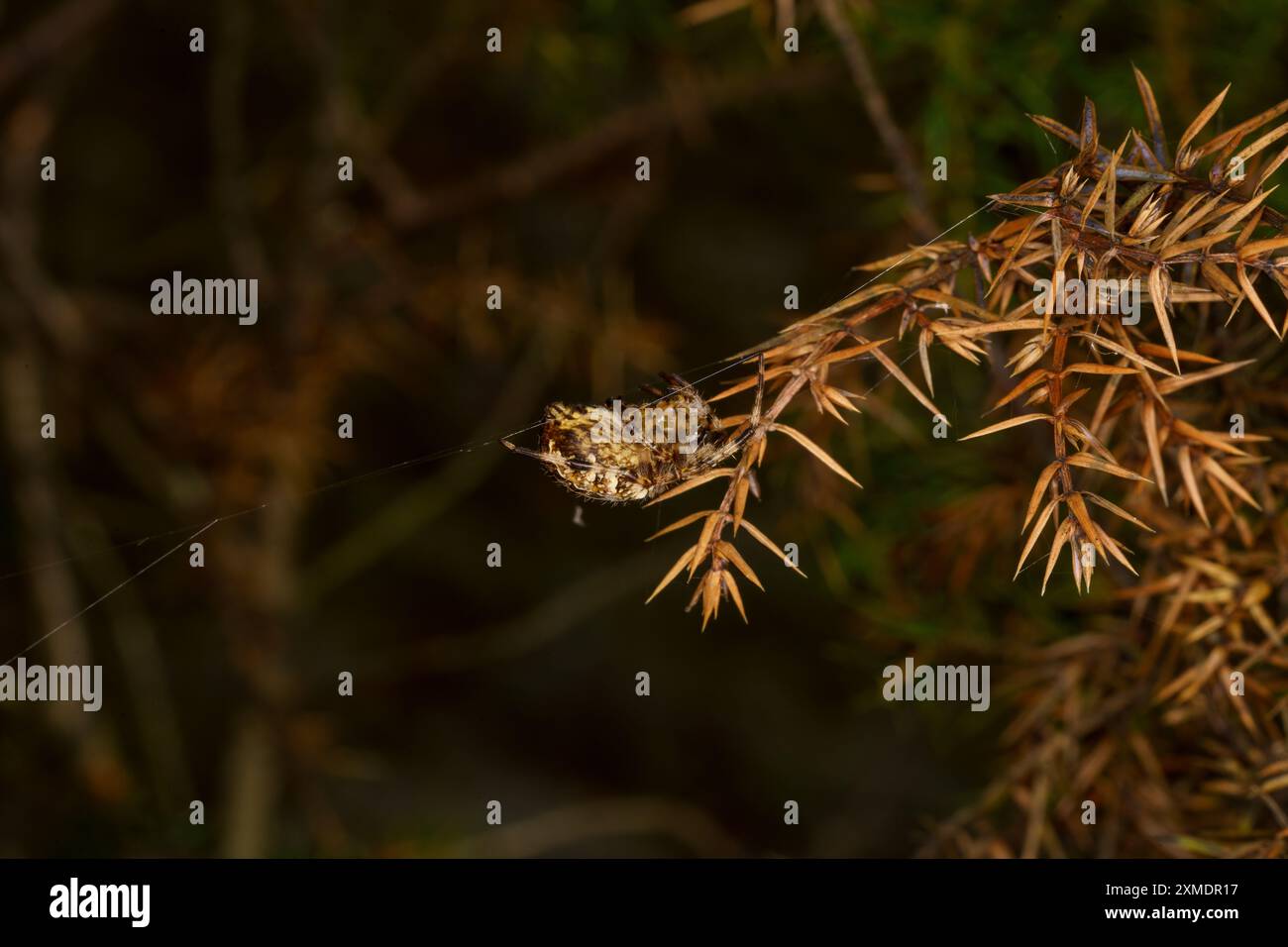 Araneus diadematus Family Araneidae Genus Araneus Cross Orbweaver wild ...