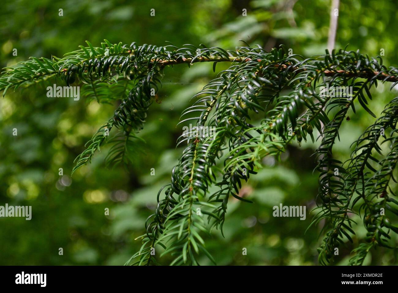 Pines plants hi-res stock photography and images - Alamy