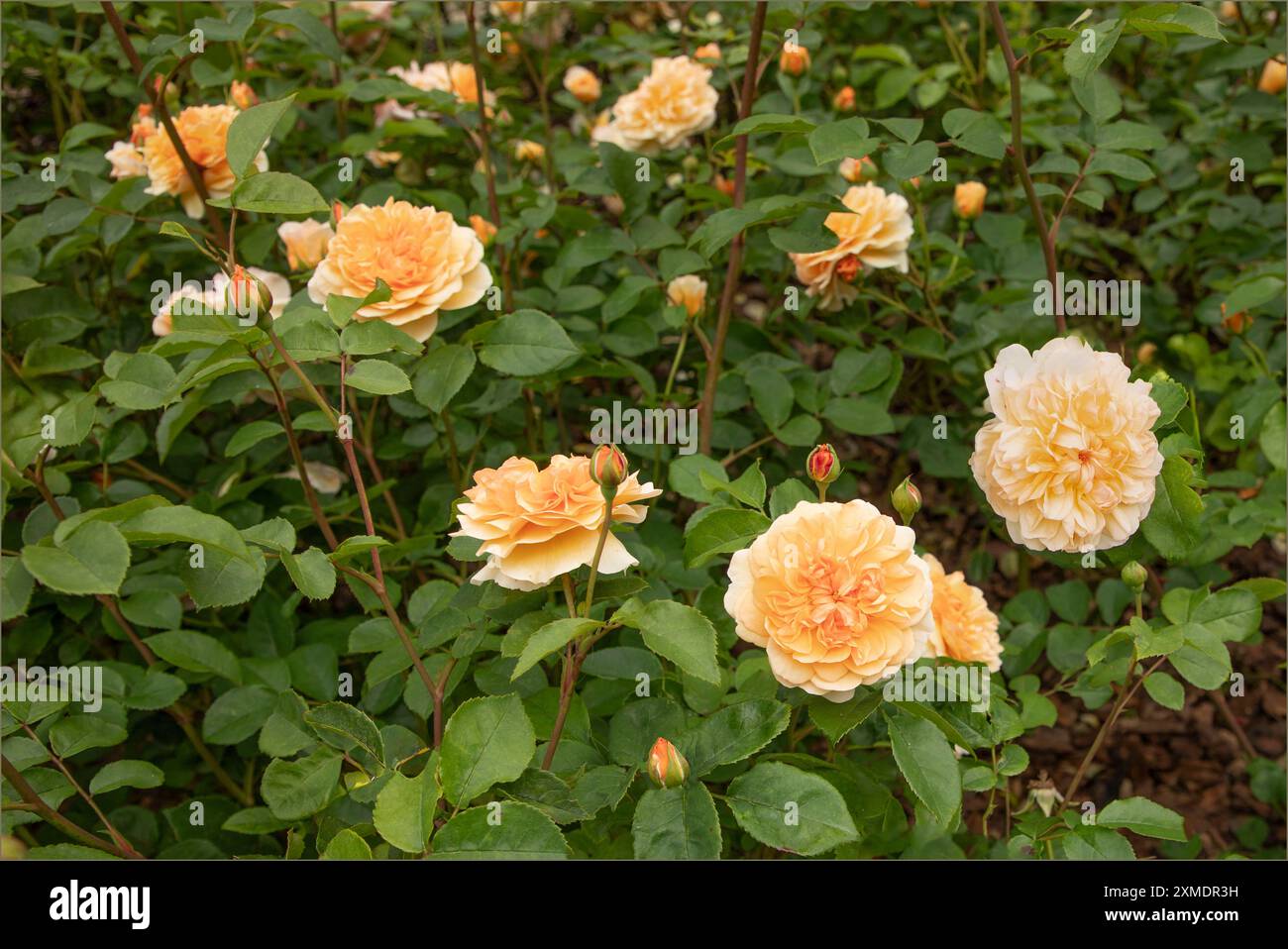 Port Sunlight, Wirral, UK - July 26th 2024 -Peach coloured roses and ...