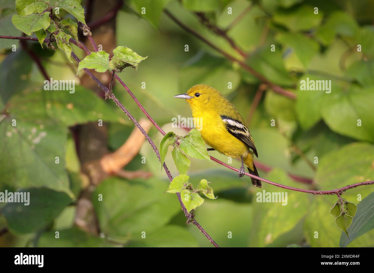 Common birds of thailand hi-res stock photography and images - Alamy