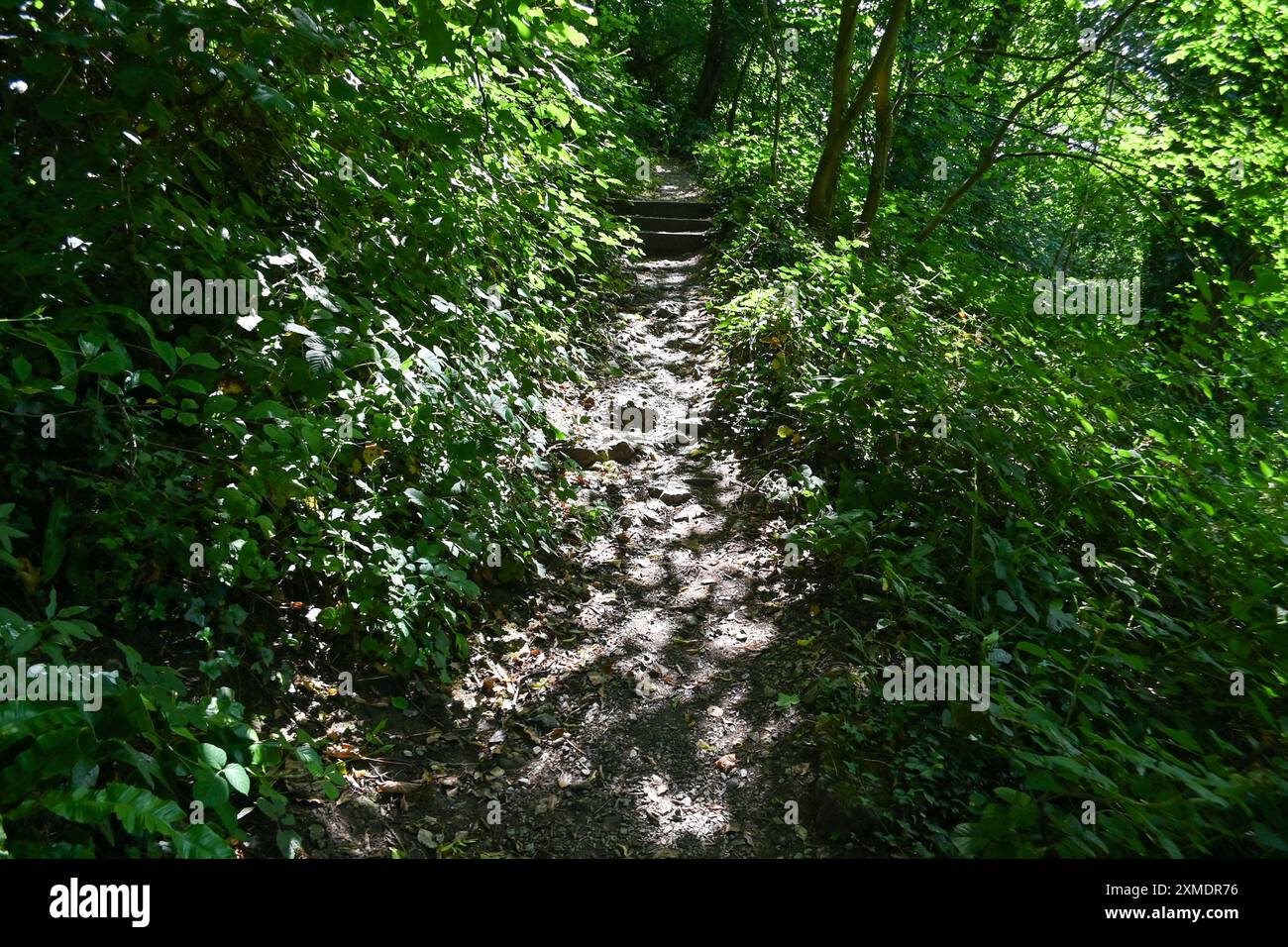 Sun patches on green hi-res stock photography and images - Alamy