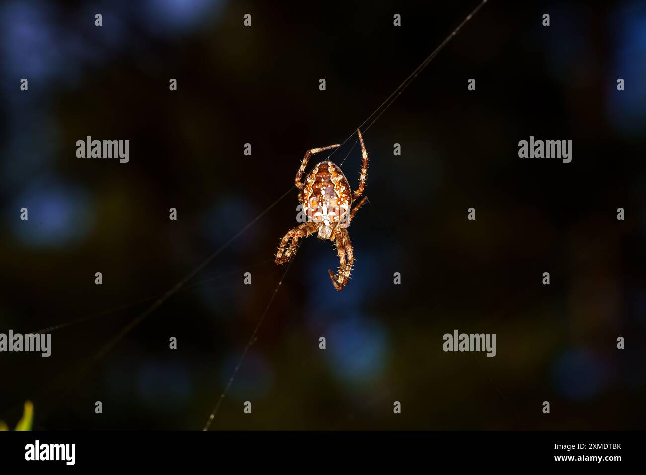 Araneus diadematus Family Araneidae Genus Araneus Cross Orbweaver wild ...