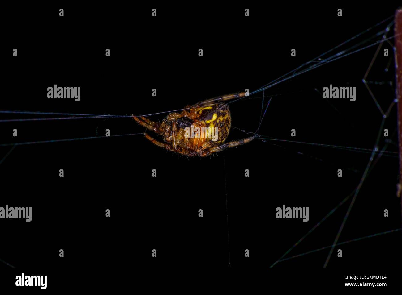 Araneus diadematus Family Araneidae Genus Araneus Cross Orbweaver wild ...