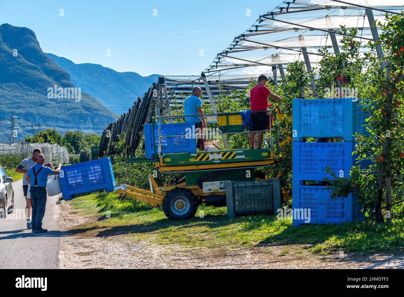 Apple-growing region in the Adige Valley, South Tyrol, large areas ...