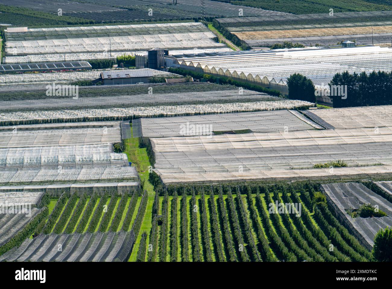 Apple-growing area and wine-growing, in the Adige Valley, South Tyrol ...