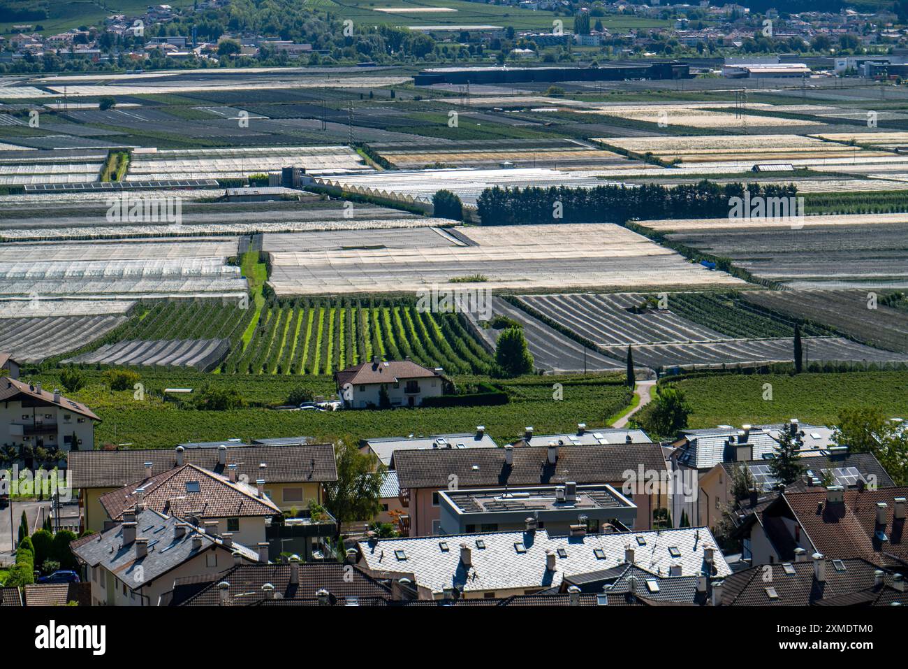 Apple-growing area and wine-growing, in the Adige Valley, South Tyrol ...