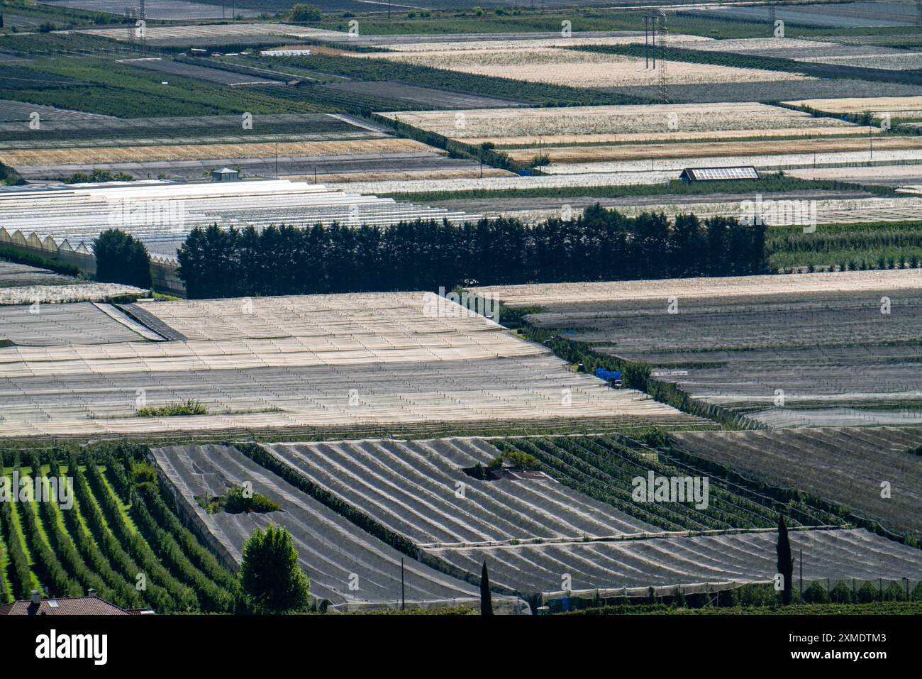 Apple-growing area and wine-growing, in the Adige Valley, South Tyrol ...