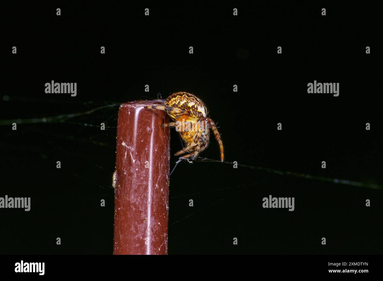 Araneus diadematus Family Araneidae Genus Araneus Cross Orbweaver wild ...