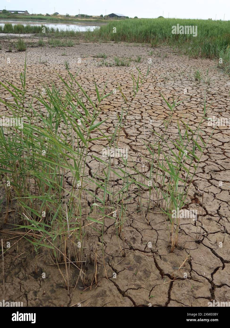 Climate change: the parched landscape of the shingle spit at Orford ...