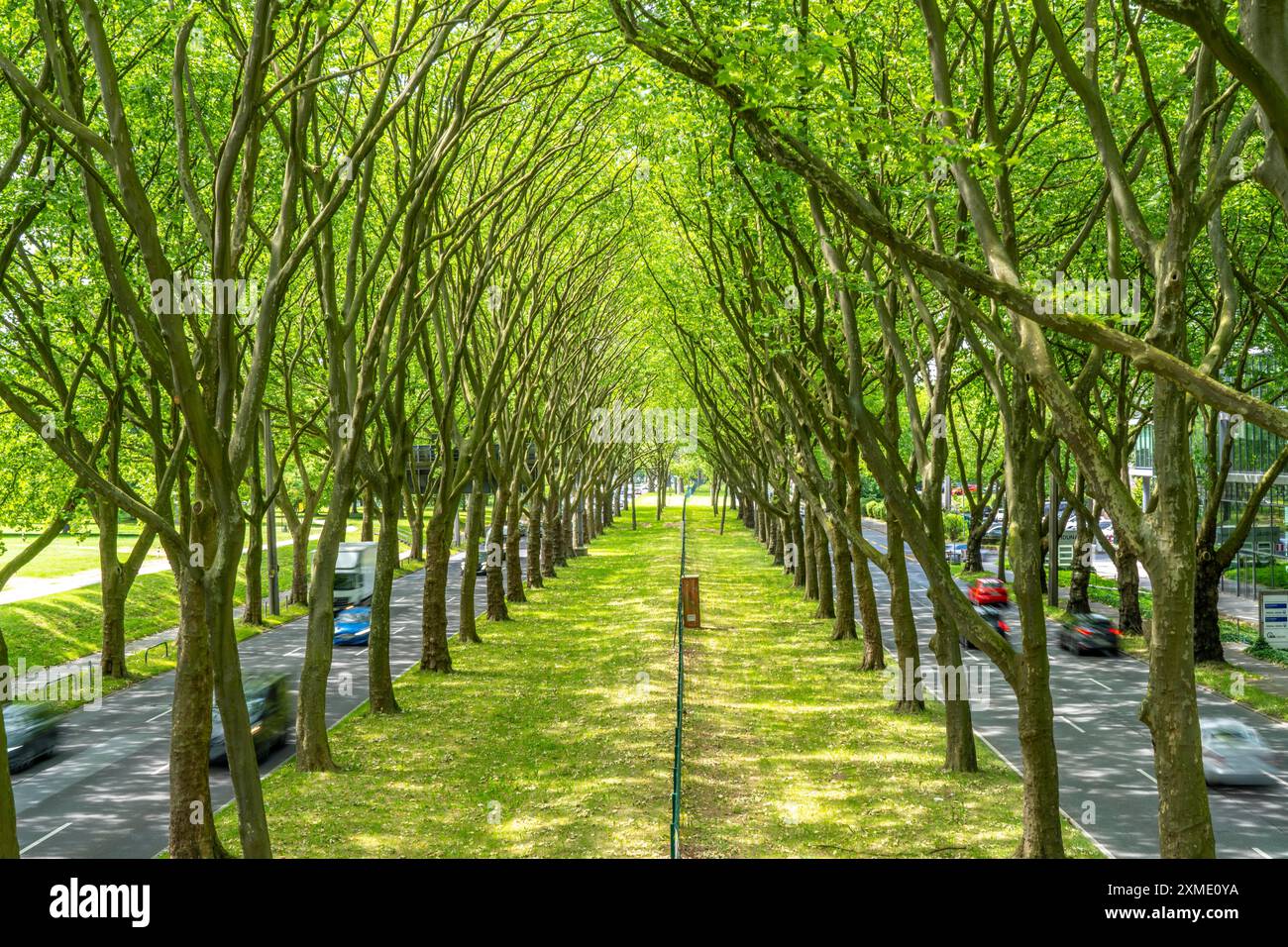 The B1, Rheinlanddamm Strasse in Dortmund, an avenue of plane trees ...