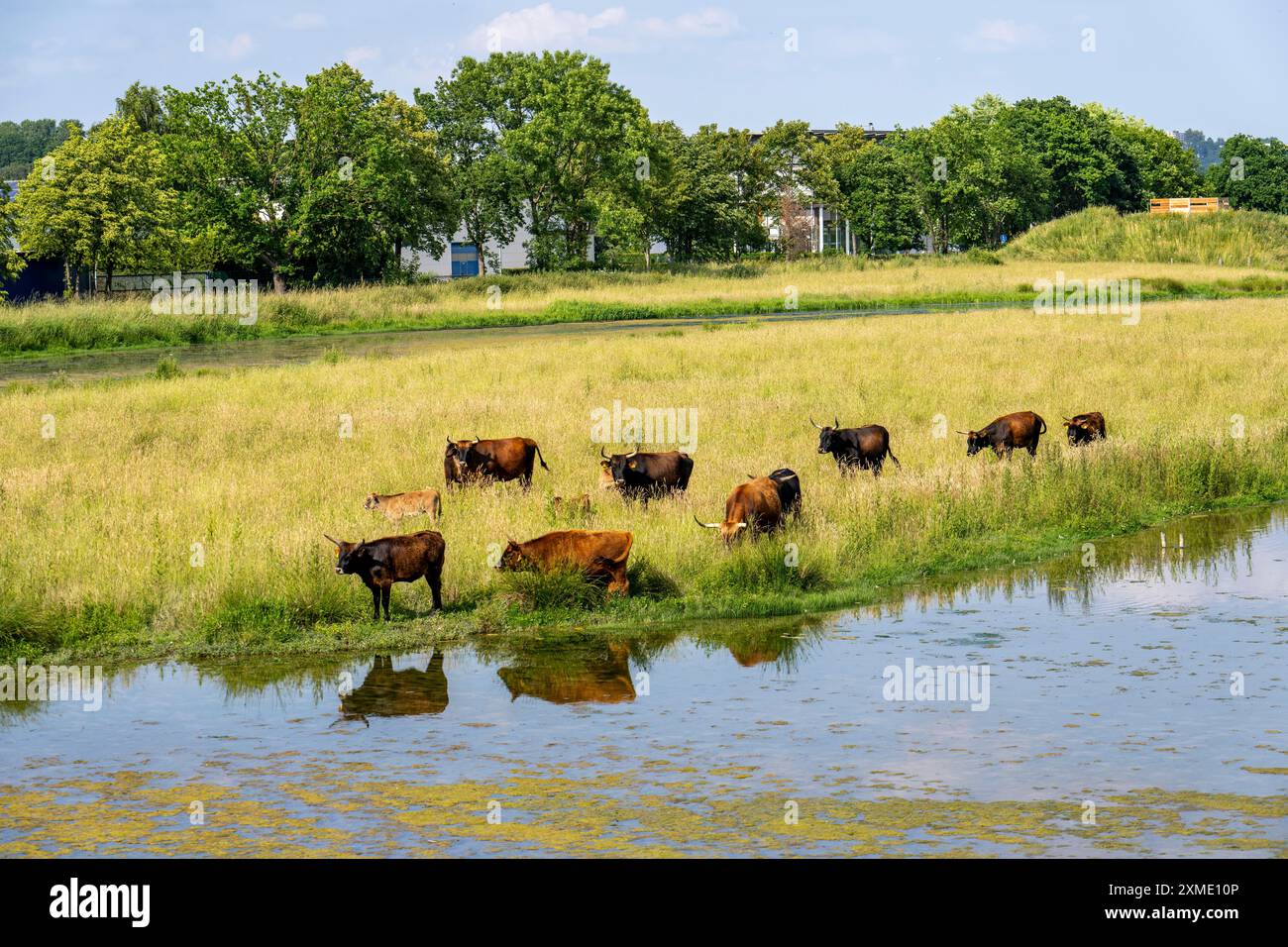 Herd of Hecker cattle in the Kiebitzwiese nature reserve, on the ...