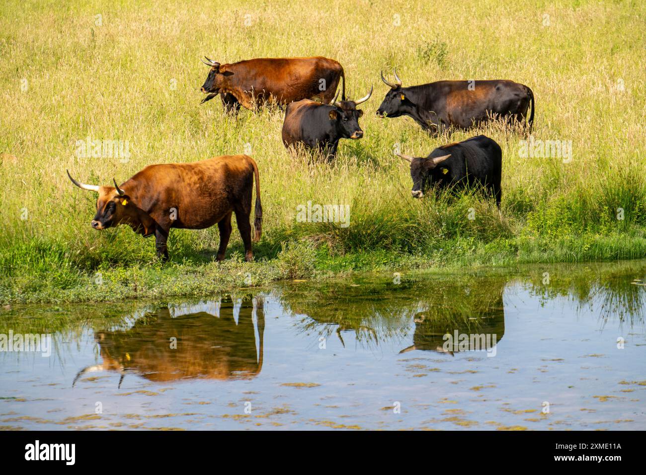 Herd of Hecker cattle in the Kiebitzwiese nature reserve, on the ...