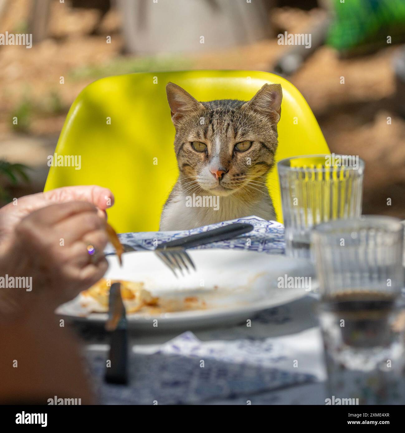Greedy curious tabby cat hi-res stock photography and images - Alamy