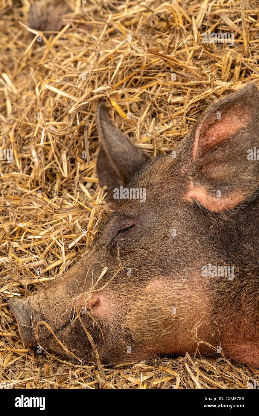 rare breeds pig sleeping on bed of straw at a farming and agricutural ...