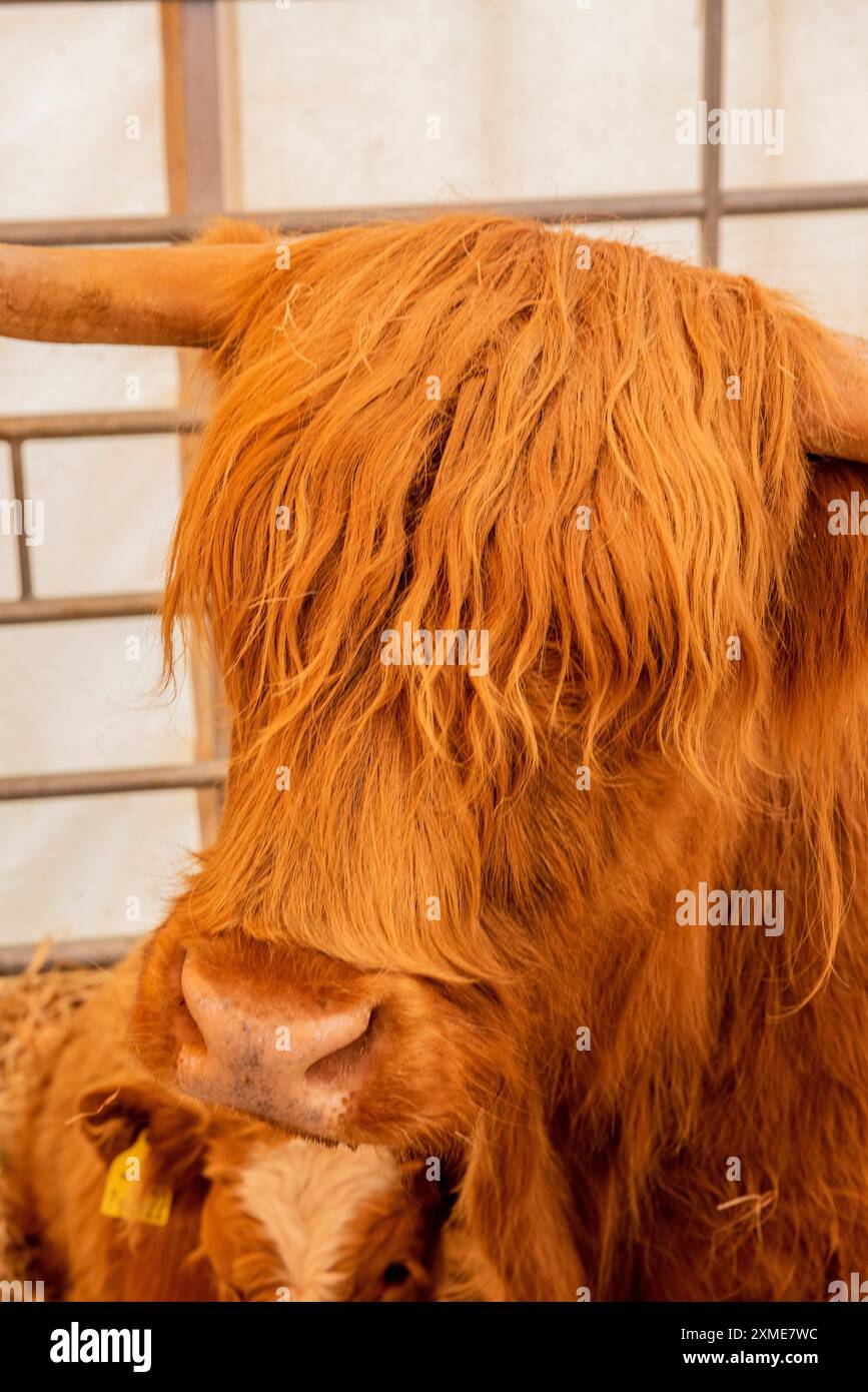 highland cattle aberdeen angus bull on show at an agricultural show ...