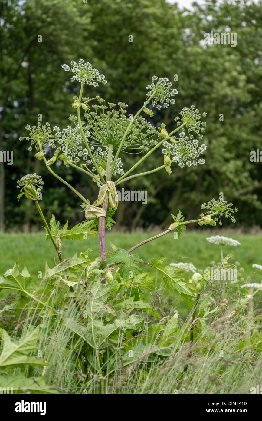 Giant hogweed plant, the plant parts, especially the sap, are poisonous ...