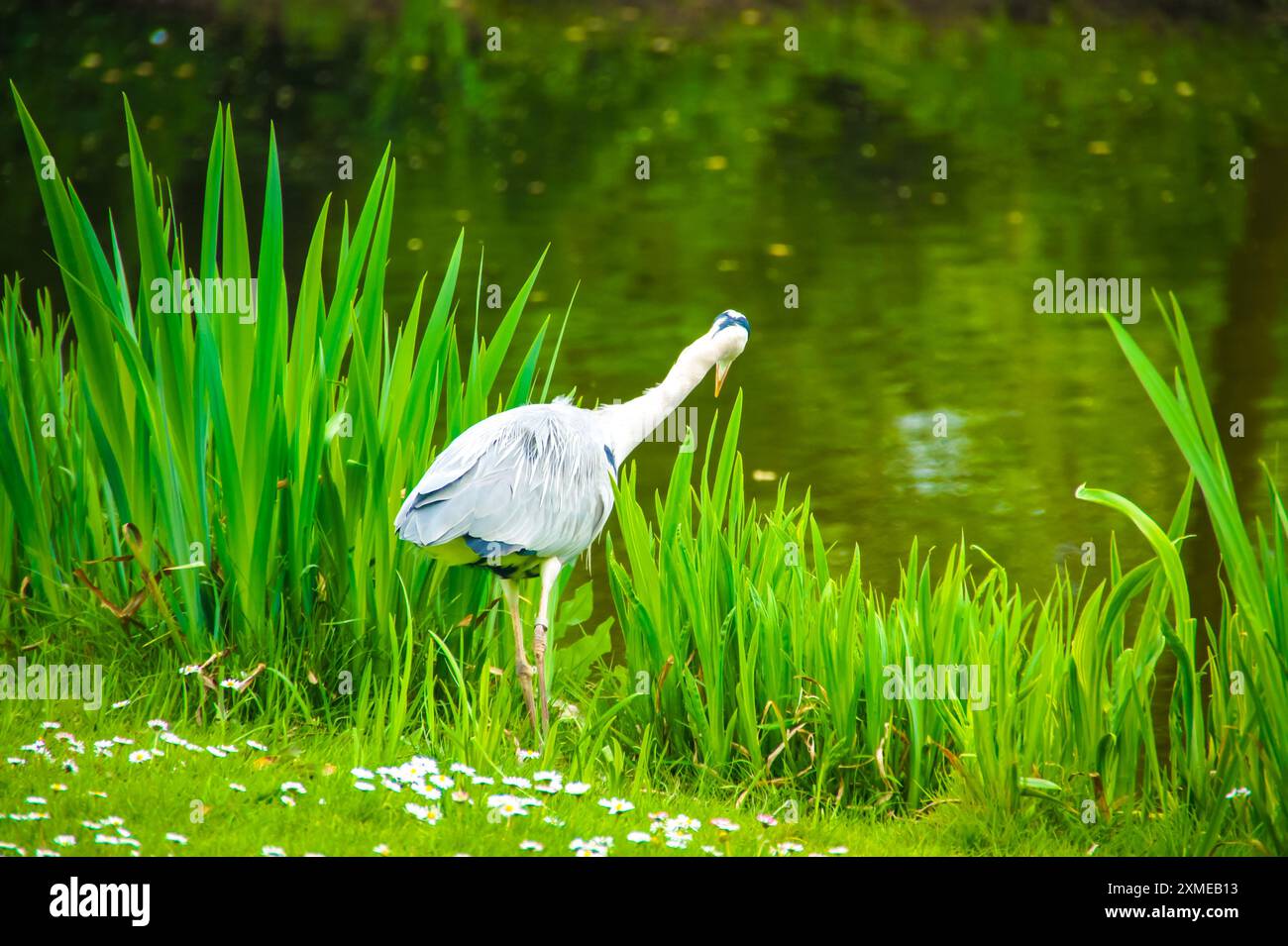 A tall crane with a long neck and beak searches for food in a pond by a ...