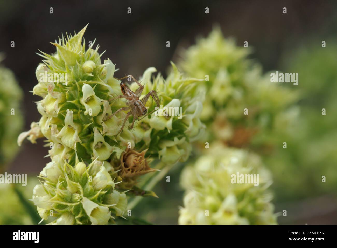 Macrophotography of medicinal plant (Sideritis angustifolia) cat's tail ...